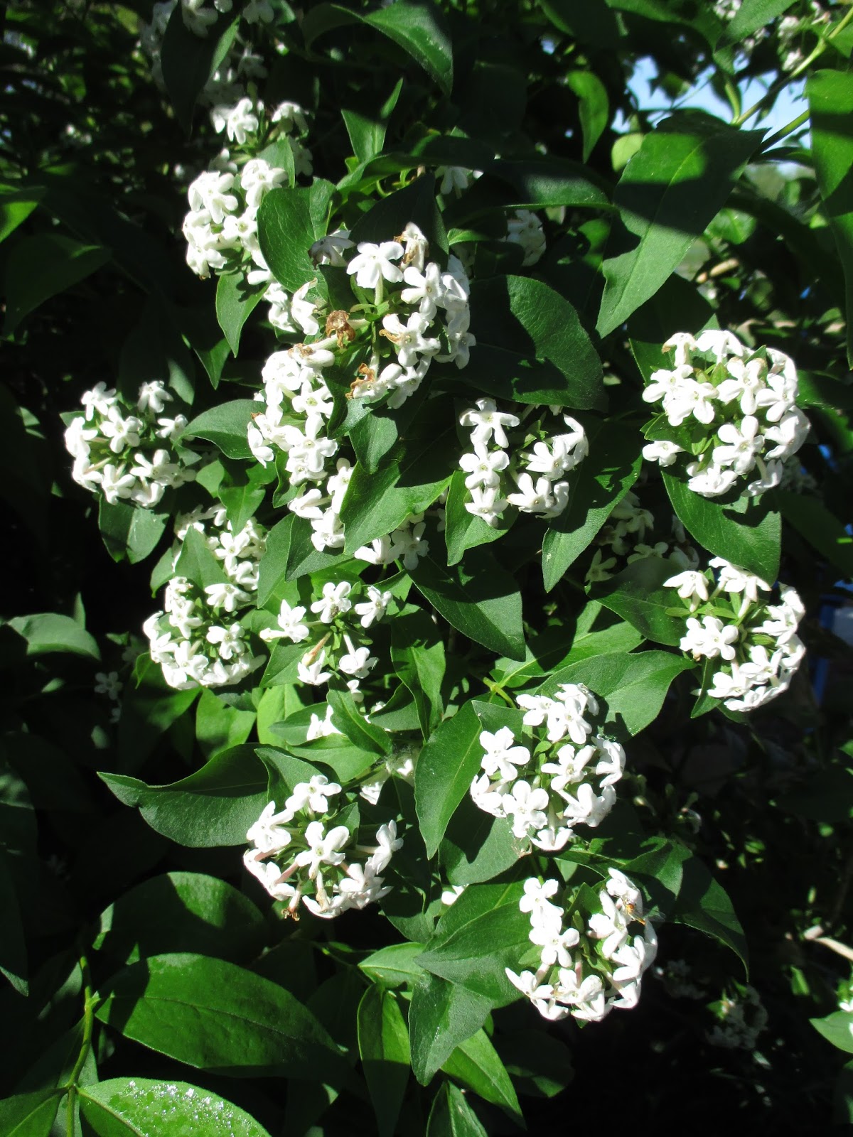 Rotary Botanical Gardens - Hort Blog: Fragrant Abelia
