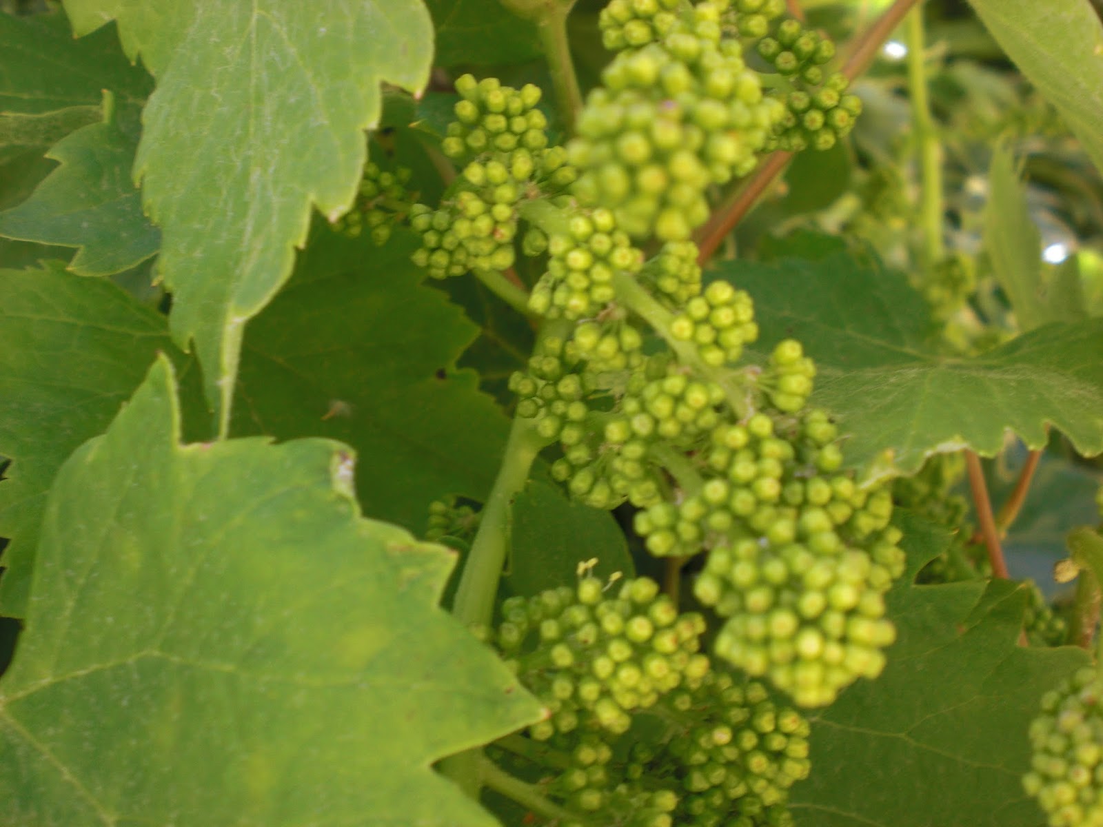 Perfumes y luces de Extremadura: Parra en flor. Especial Navidad.