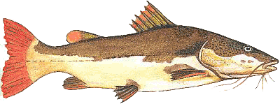 TMR FISHING: PIRARARA