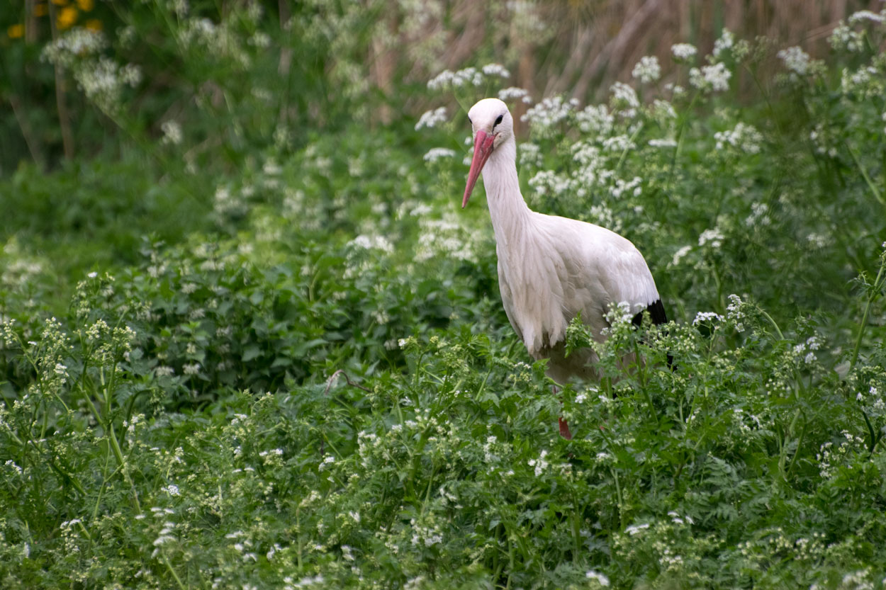 Alsace, France: White Stork Reintroduction Center, Hunawihr