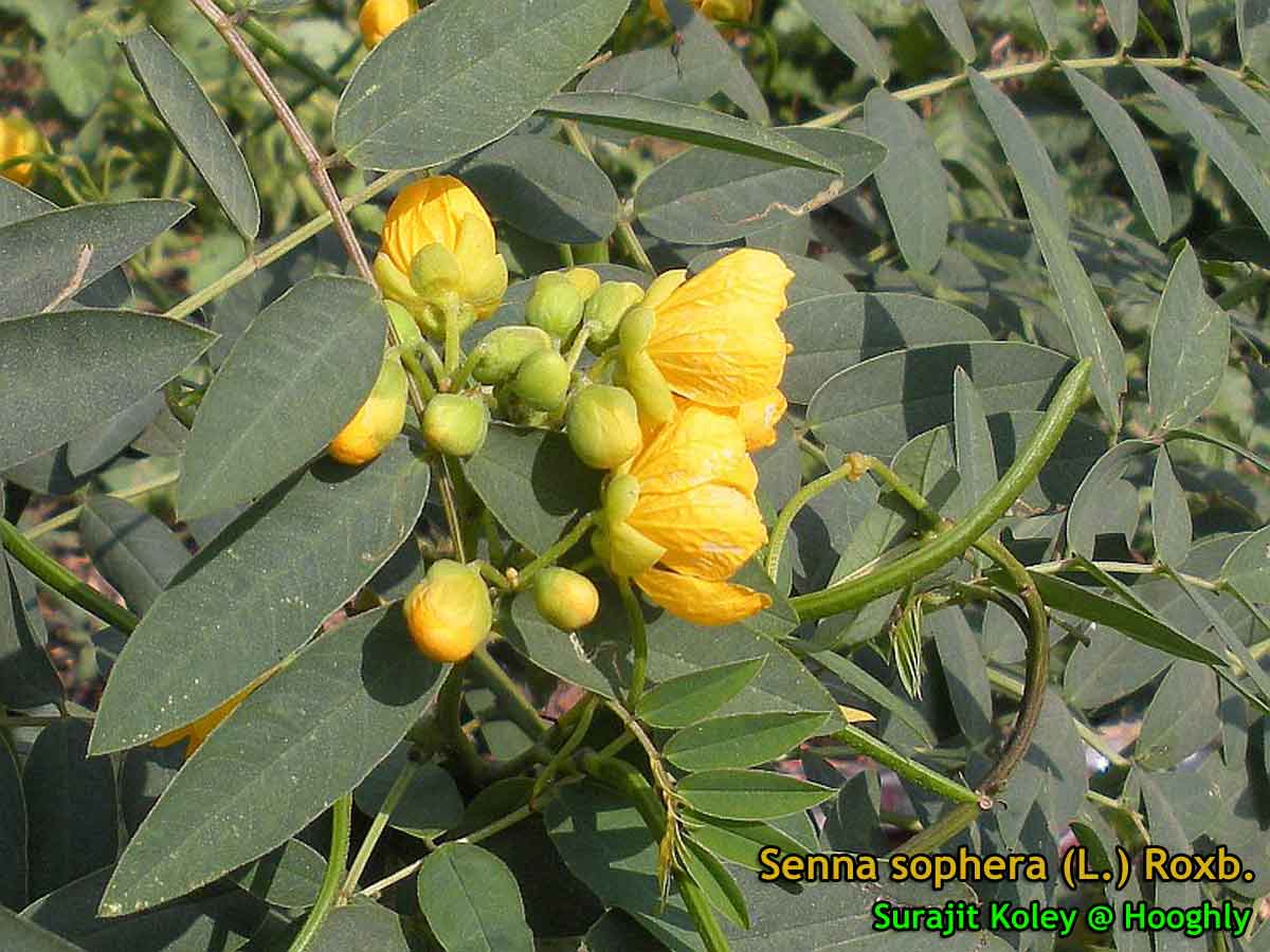 Medicinal Plants: Senna sophera, Cassia sophera, Kaasamarda ...