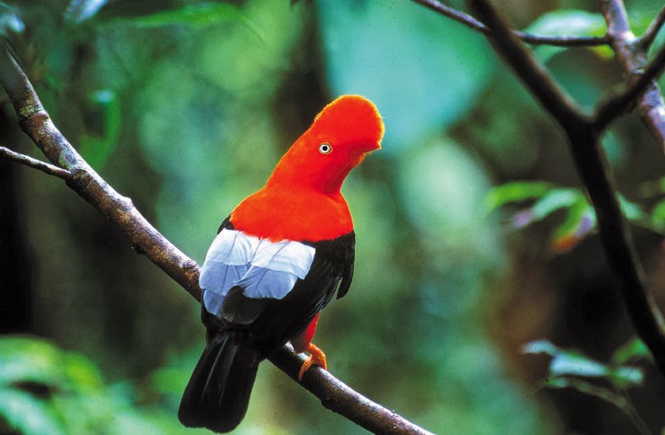 Gallito de las rocas peruano (Rupicola peruvianus)
