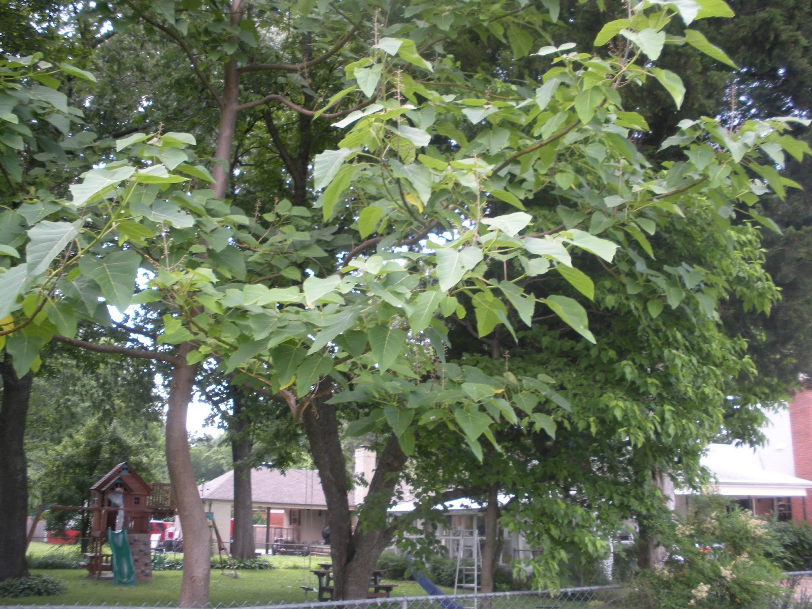 Memphis Trees: 2015