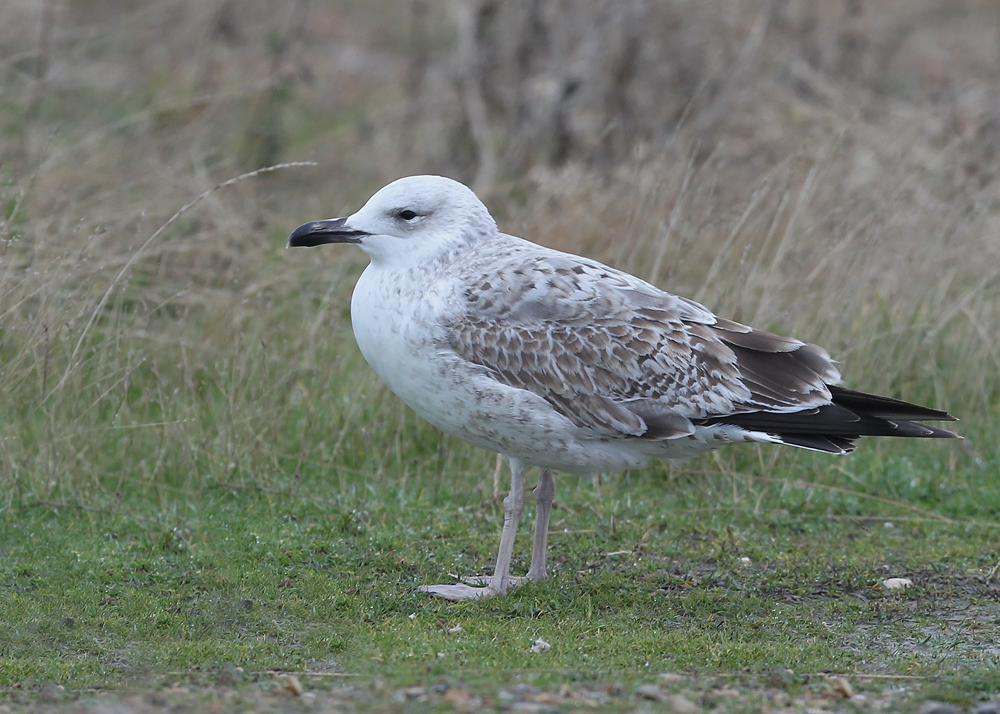 Richard Smith - Birdwatching Days Out: CASPIAN GULL 1st winter, (2 ...