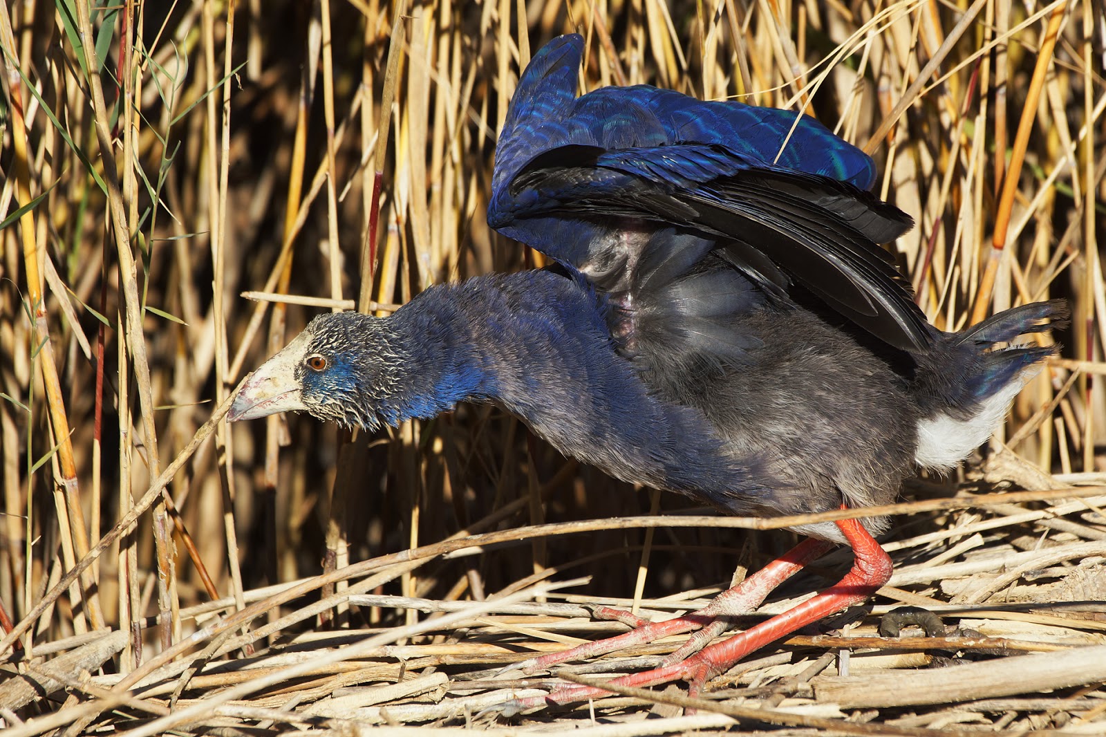 Pasión por las aves: Calamón común.(Porphyrio porphyrio)