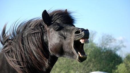 Snipp Snapp Snute: Pepperkakegutten