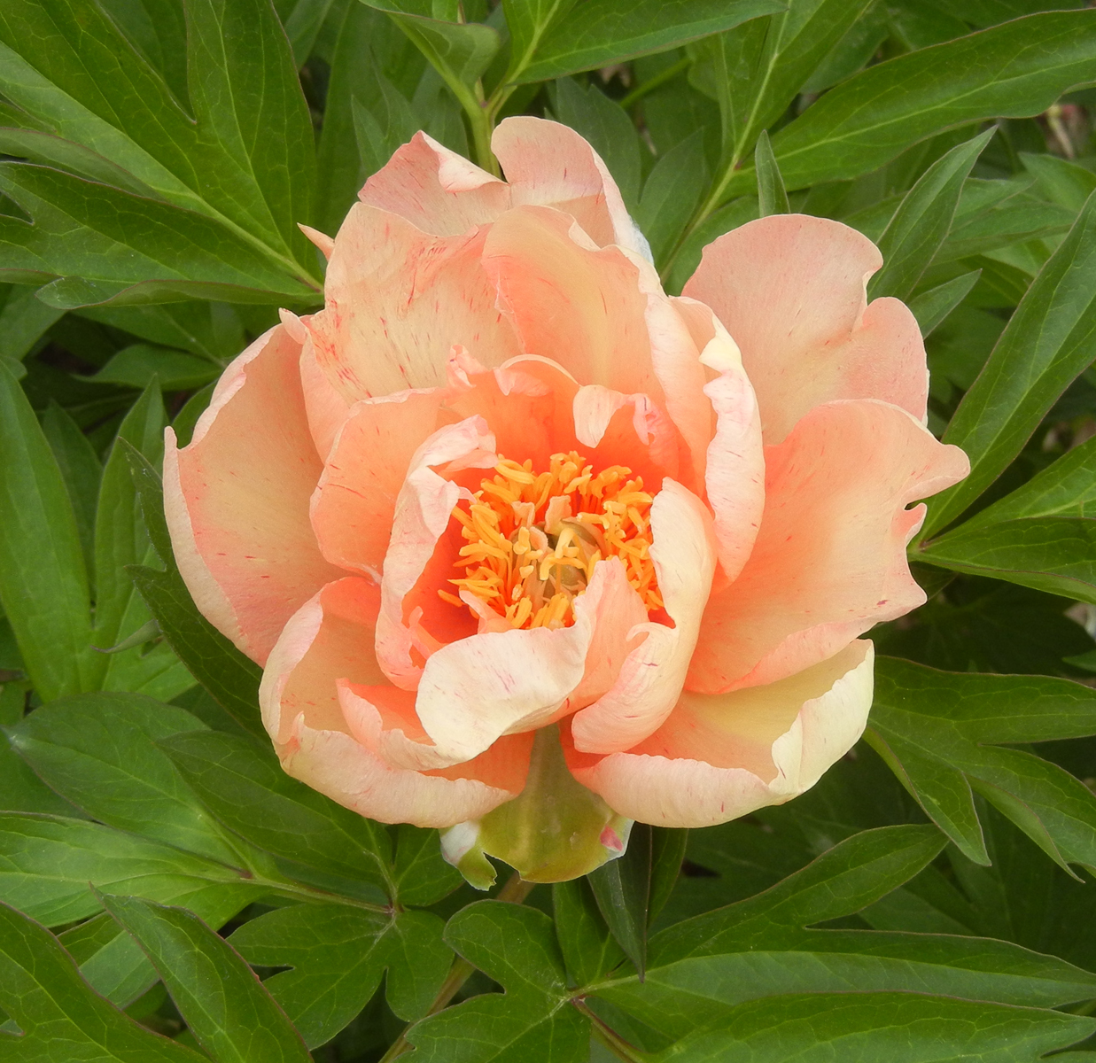 Photographing Flowers: Coral & Peach in the Garden