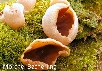 eatdrinkcooking: Morcheln