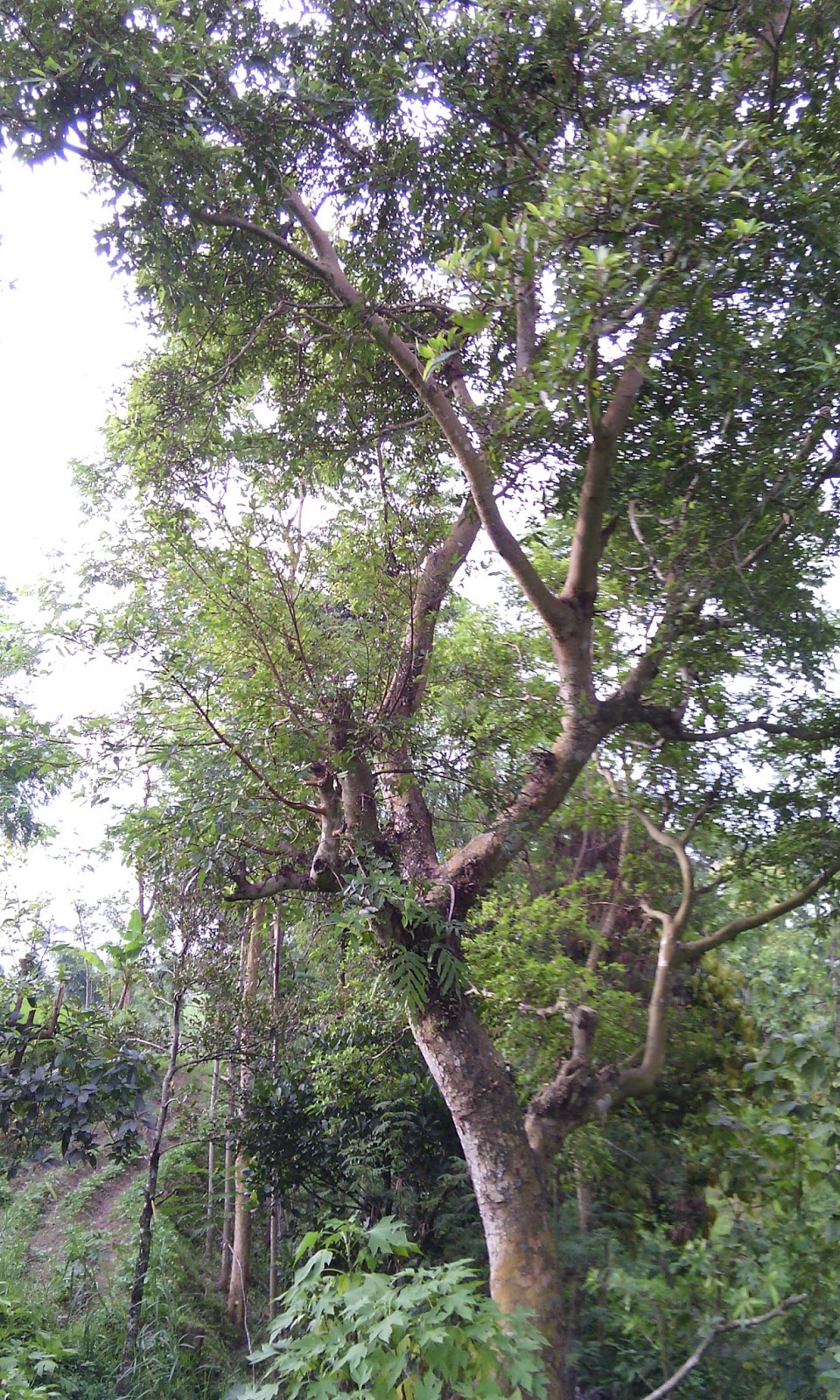 KONSERVASI HUTAN PAWITRA: Pohon Endemik Hutan Gunung Pawitra