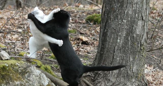 Reflections from Crumbly Acres: Buster tails: feline aggression