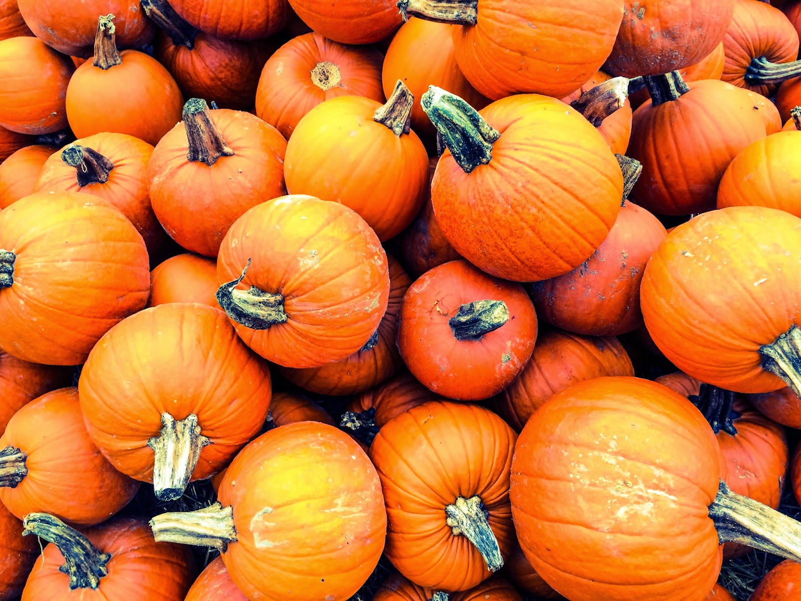 Pumpkin Time Part 2: The Search for Pumpkin Pie