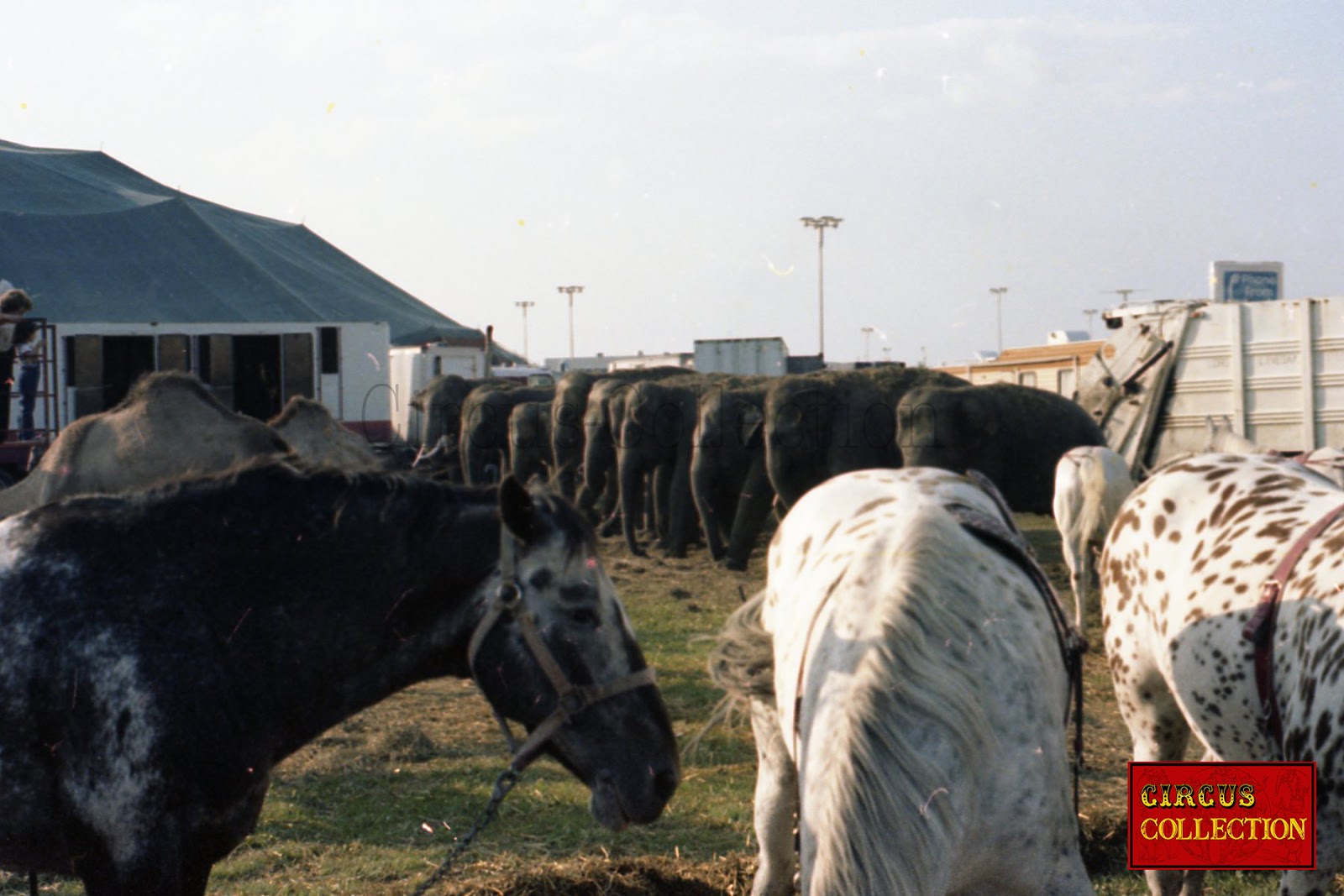 Circus -Collection: Circus Vargas Baraboo aout 1981