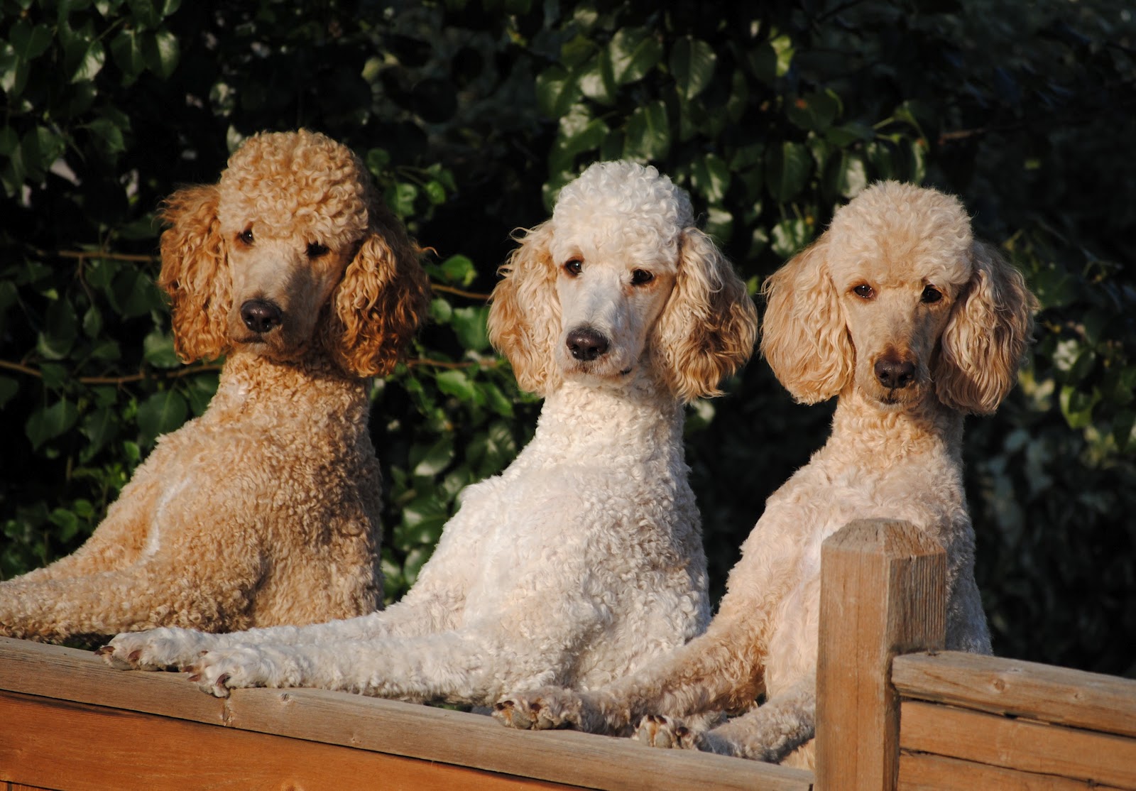Friday Fun: Poodle Party