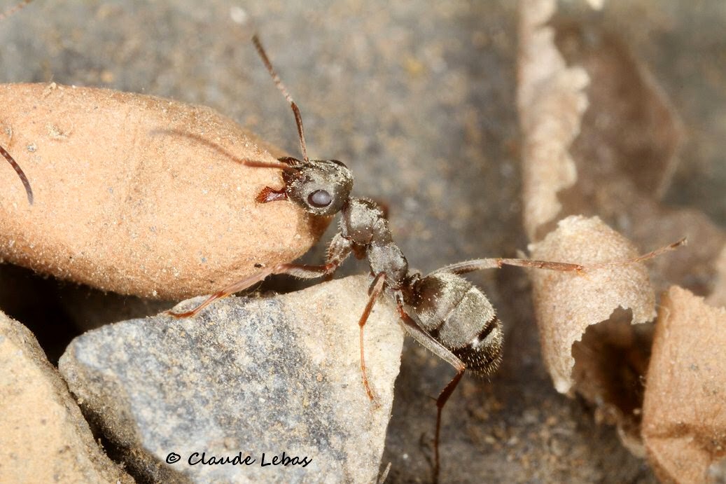 fourmis du genre Formica: Serviformica