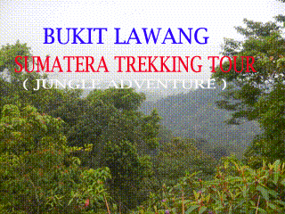 SUMATRAN ECOTOURISM,ECOTREK,ECOVILLAGE