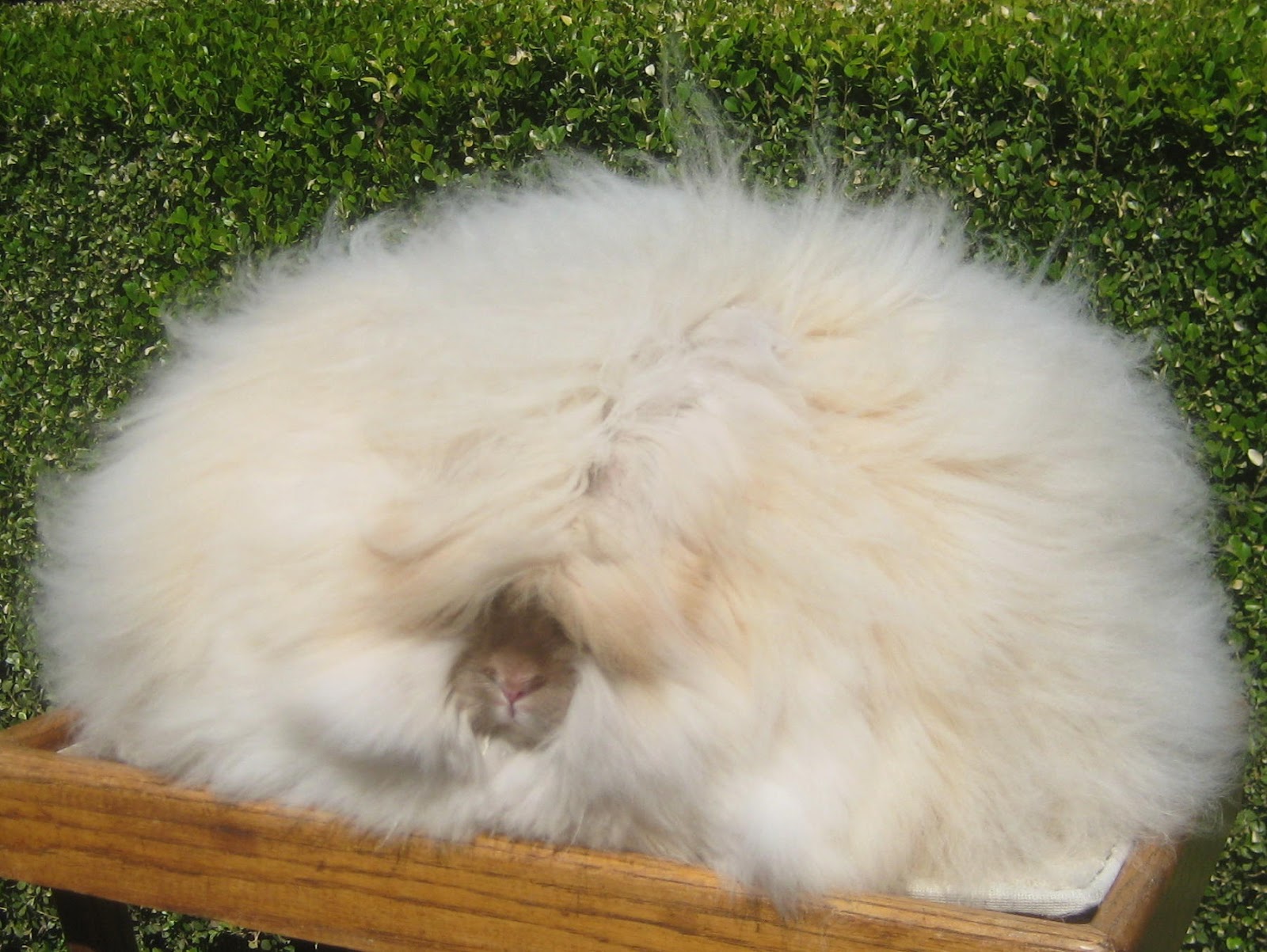 Northern California Angora Guild: Donnica Wins Reserve In Show in Show ...