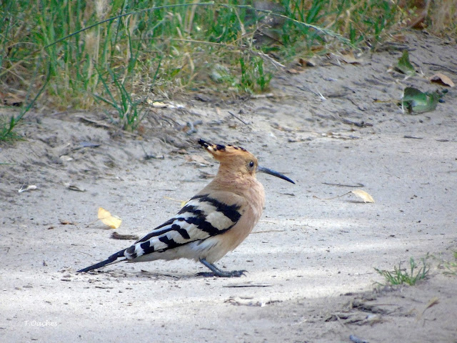 PASARI DIN ROMANIA: PUPAZA, Upupa epops