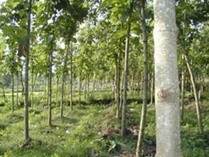 PENGERTIAN DEFINISI ISTILAH ARTI KATA: TANAMAN POHON JATI (Tectona ...