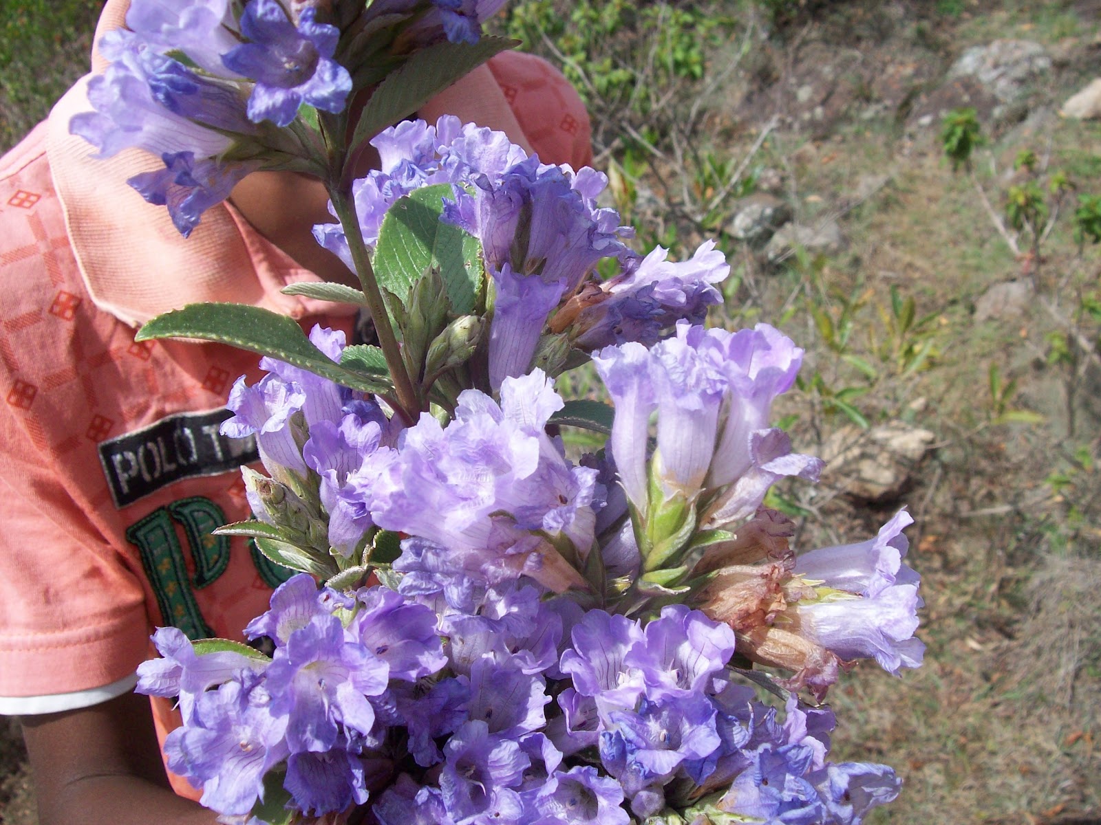 gardentropics: K for Kurinji