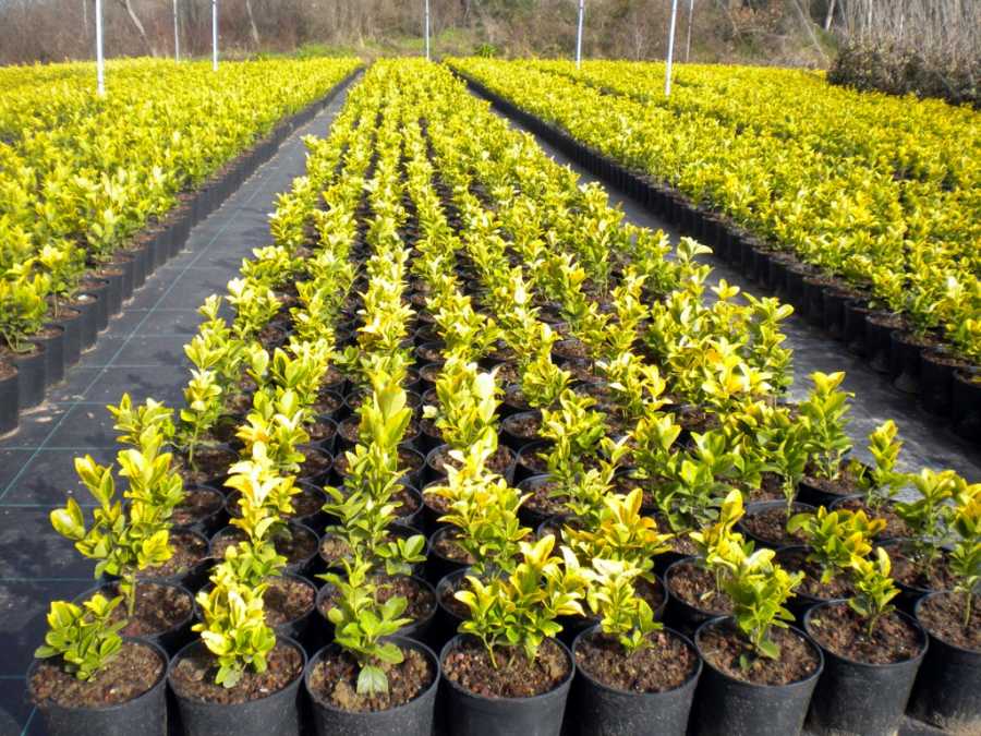 Altuni Taflan ( Euonymus Japonica Var Aurea)