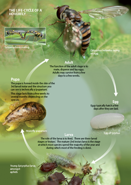 Birds from Behind : 04 October 2015