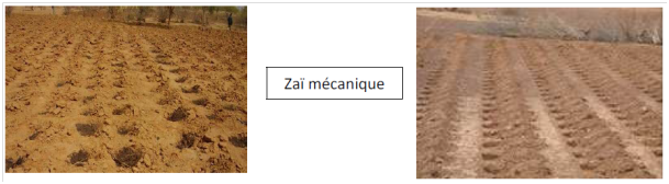 Valorisation des céréales locales: Technique du zaï - 3e partie