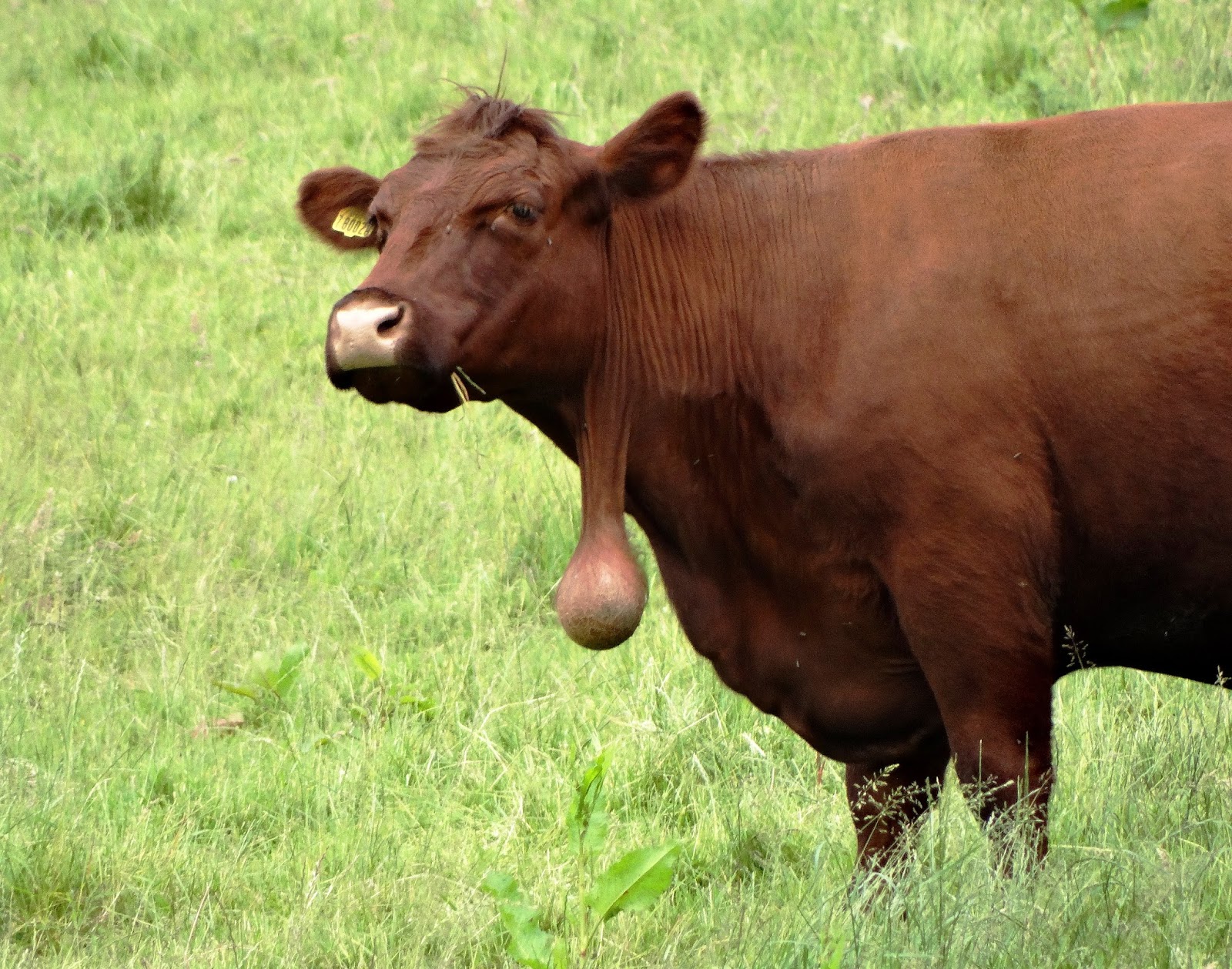 Yorkshire Pudding: Donald