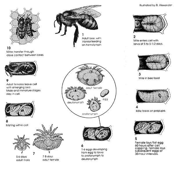 The Agribusiness Managment Portal: Βαρροϊκή Ακαρίαση, Varroa destructor