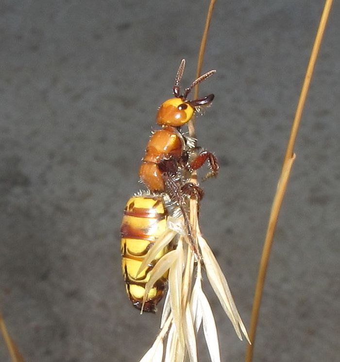 Esperance Fauna: Flower Wasp - Tiphiidae - Hemithynnus sp.