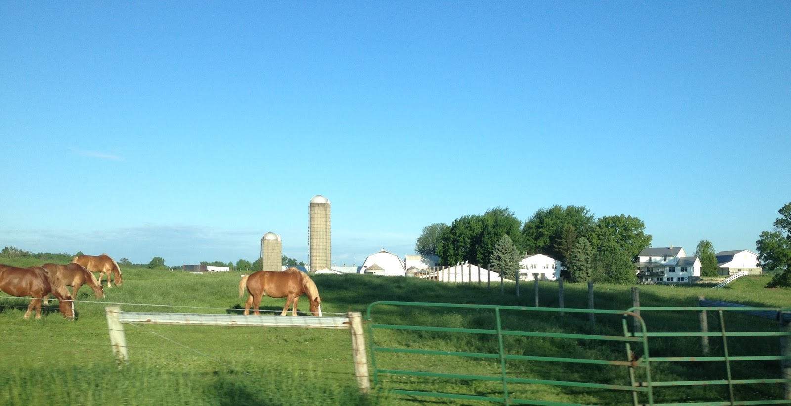 Amish Horses: Amish Farm Tour