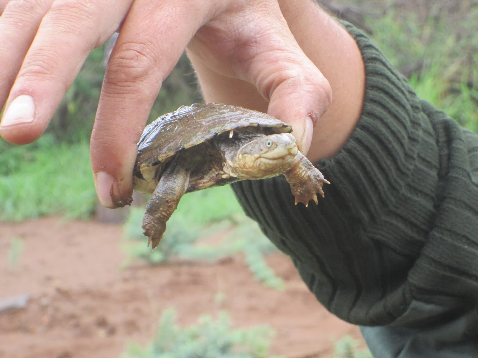 The Great Wildebeest Migration: Boxing Day Firsts