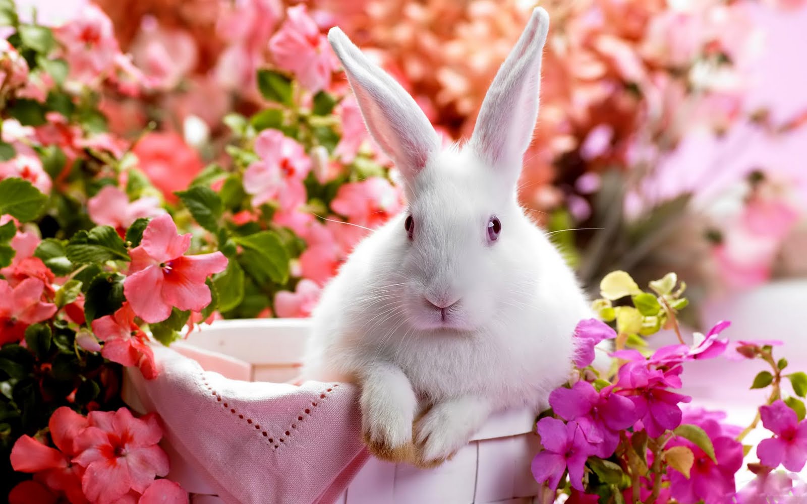 Photo Frame Wallpapers: Rabbit Wallpaper, wallpaper rabbit, Kharayo