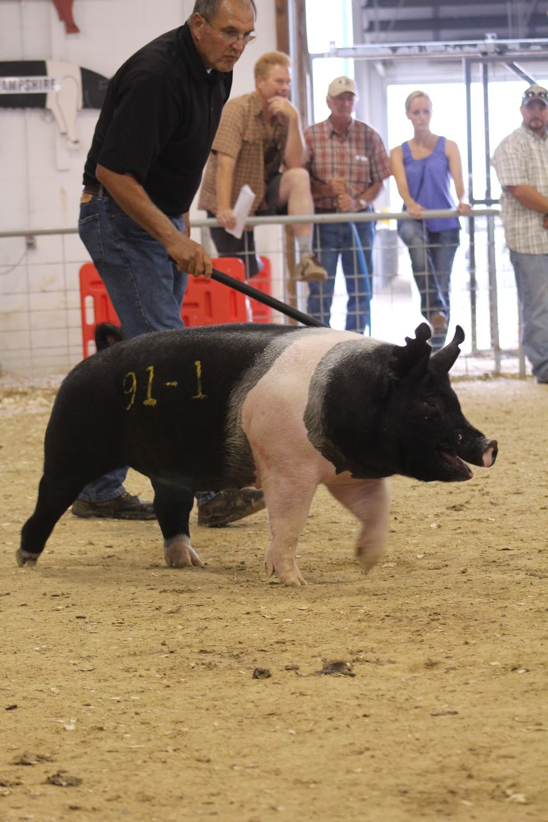 NSR Show & Sale Results: 2013 National Barrow Show Hampshire Boar and ...
