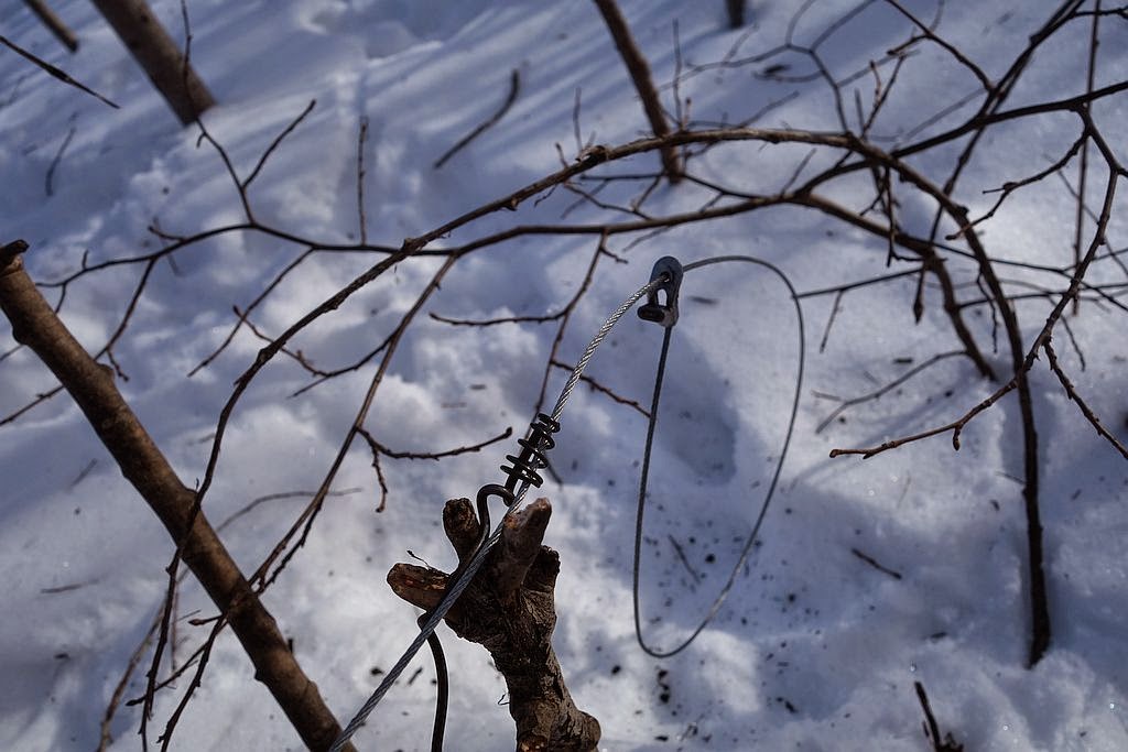 American Grouch: Hare Snaring Basics