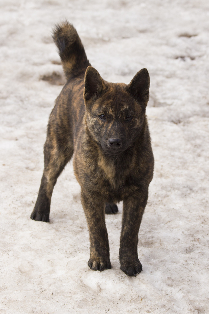 Cães & Cães: Kai Inu - 04