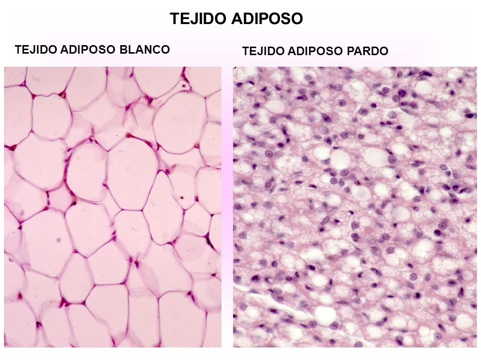 Histo - Embriología
