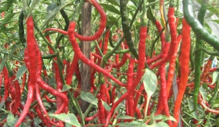 Cara Membudidayakan Cabe Merah - Peternakan dan Pertanian