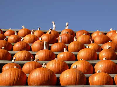 Wilde Life: Autumn Dreams