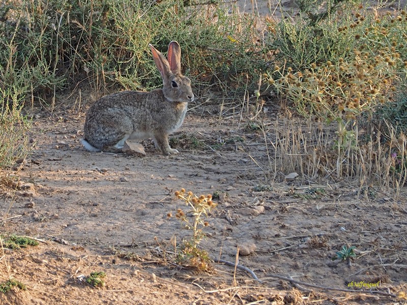 Miguel fotografia: Conejo común o conejo europeo (Oryctolagus cuniculus)