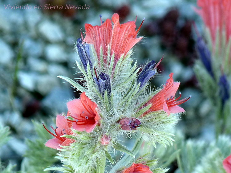 Viviendo en Sierra Nevada: Endemismo: Echium albicans
