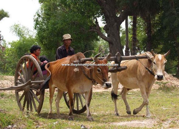 Tourist Information Guides Traveling to Cambodia: Cambodia Ox Cart for ...