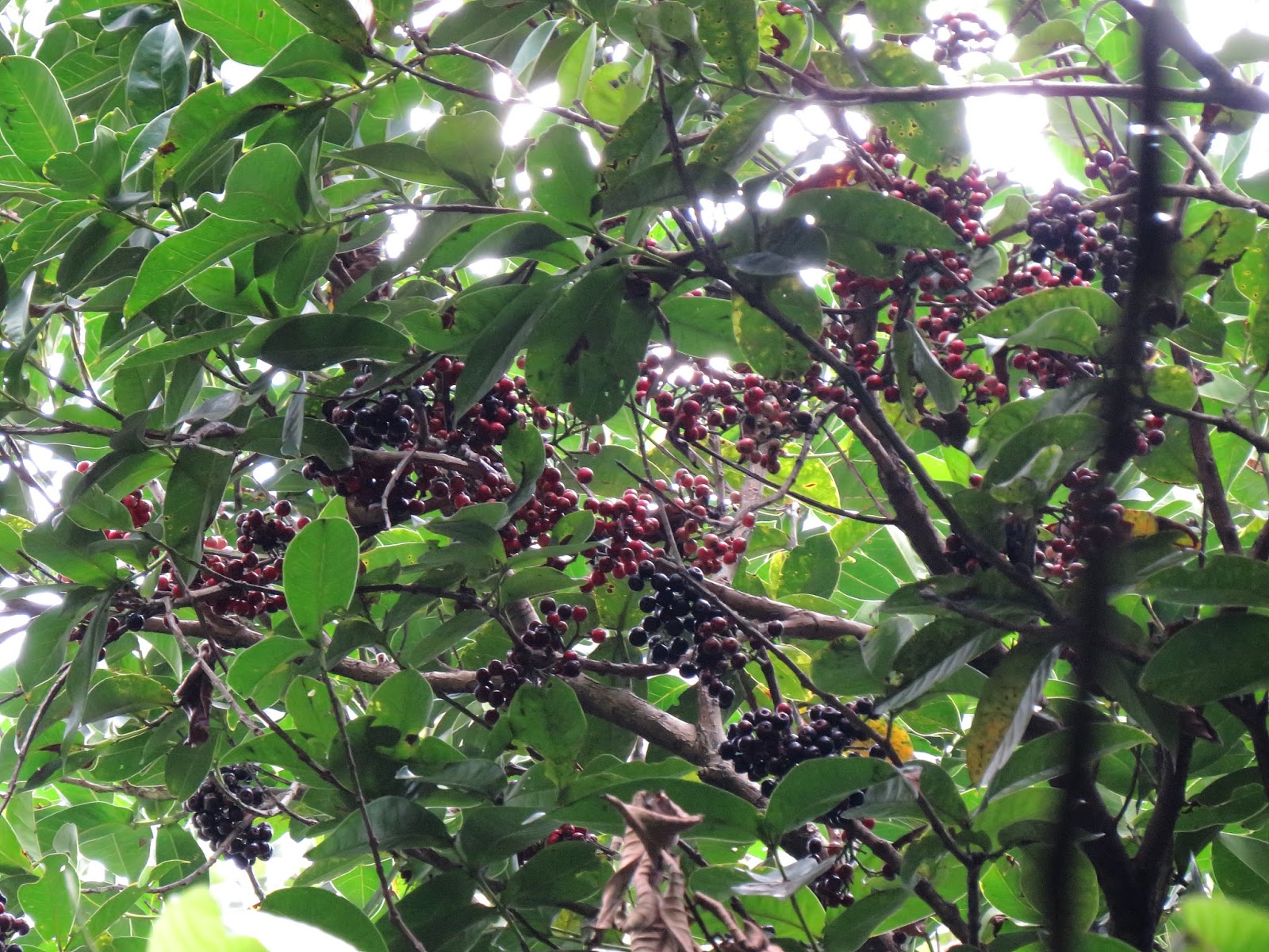 maiabird's brain: Pre-Labor Day La Mesa