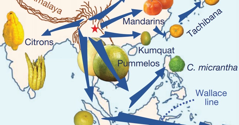 Species New to Science: [Botany • 2018] Genomics of the Origin and ...