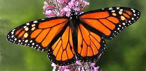 LAS MARIPOSAS : abril 2014