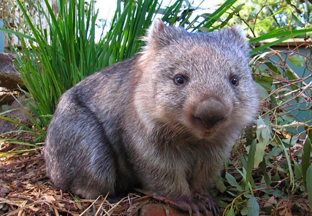 il cestino dei gomitoli: il vombato....