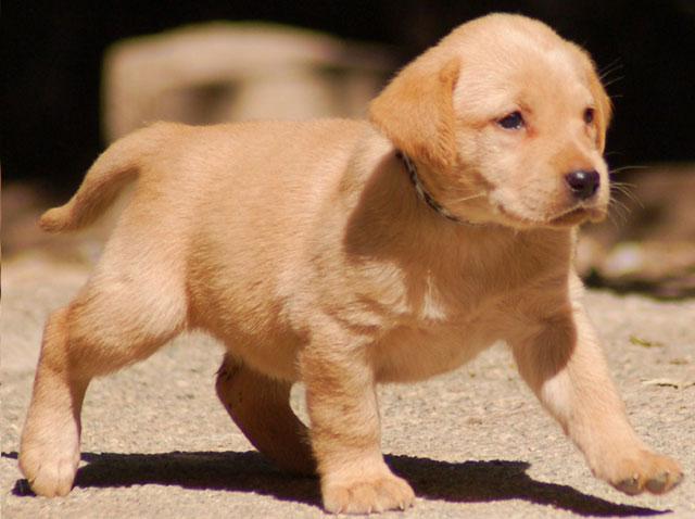 Cães & Cães: Labrador Retriever - 05