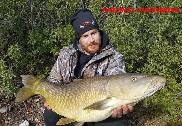 En busca del gran barbo común Español. Por Ricardo Galán