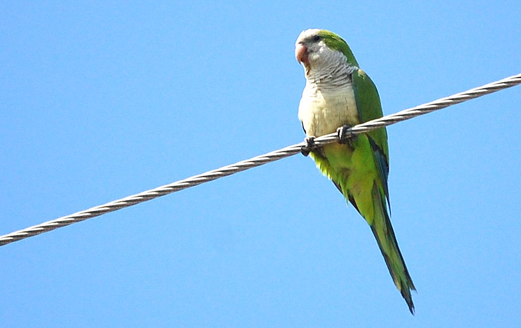 Field Notes and Photos: Wild Parakeets of Florida