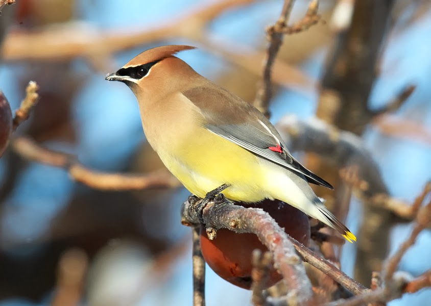 The Bruce Mactavish Newfoundland Birding Blog: Some Waxwings Finally