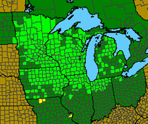 Eaton Rapids Joe: Northern Pin Oak (aka, Hill's Oak, Quercus ellipsoidalis)